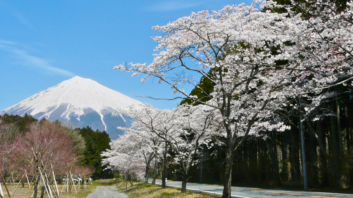Magical Mount Fuji Cherry Blossoms 2025: Best Viewing Spots & Bloom ...