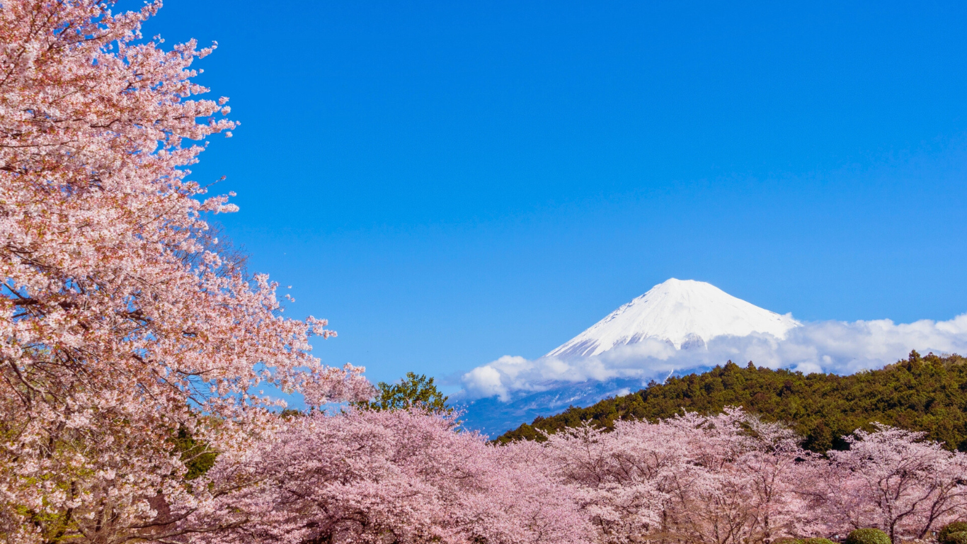 Magical Mount Fuji Cherry Blossoms 2025: Best Viewing Spots & Bloom ...